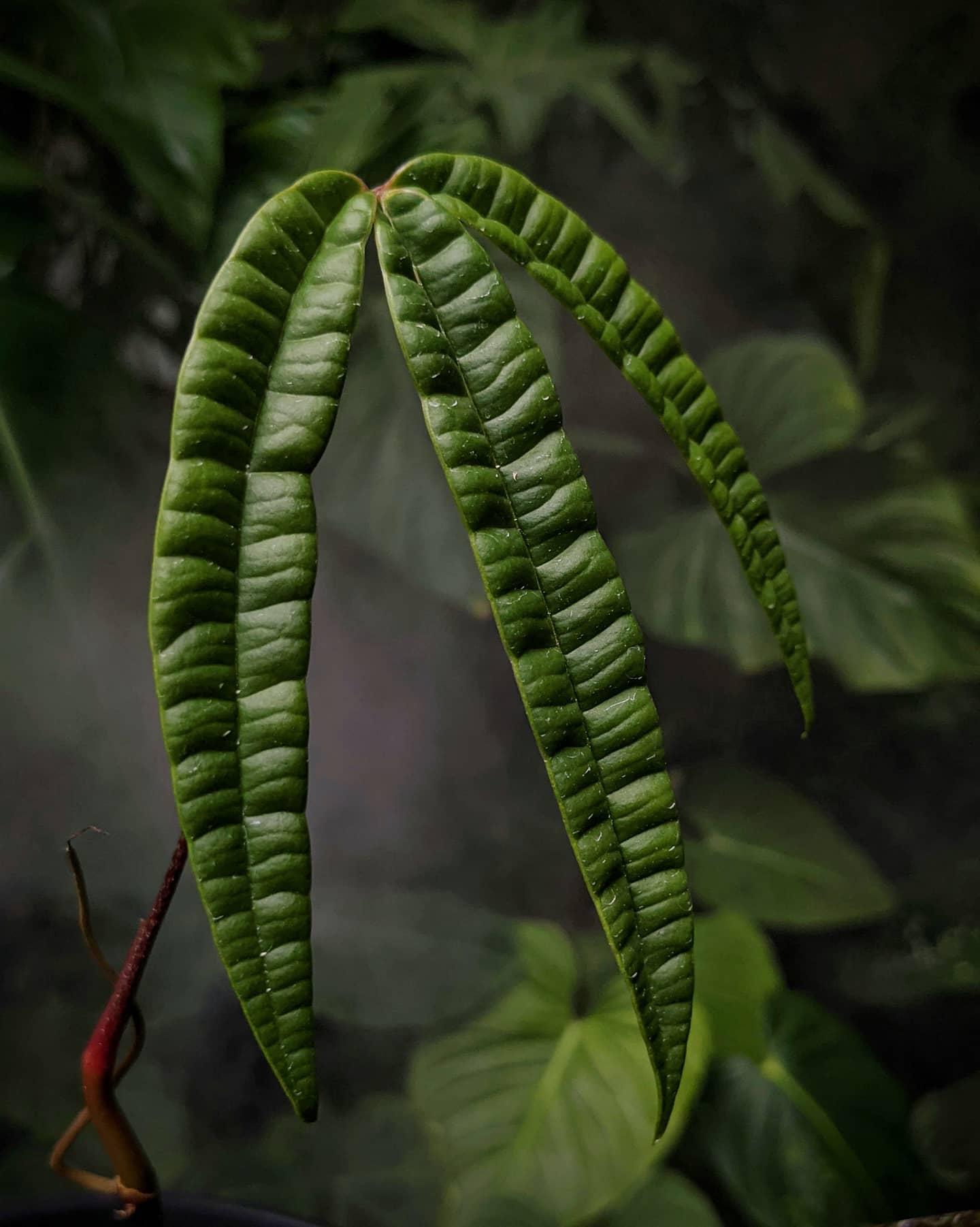 Anthurium Cutucuense | PLNT